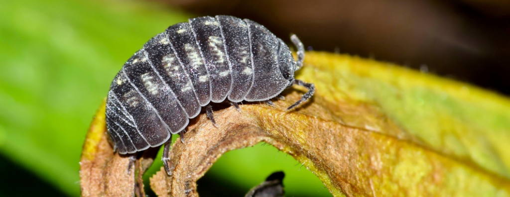 Pill Bug Control | Pill Bug Control Services | Pest Control