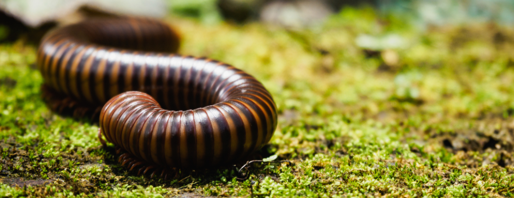 Millipede Control Services | Millipede Control Abu Dhabi | Best Pest ...