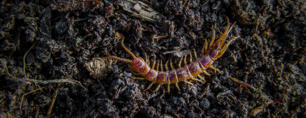 Centipede Control | Centipede Control Services | Pest Control Abu Dhabi