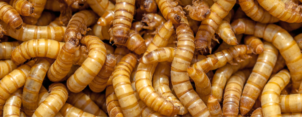 Maggot Control Services | Pest Control Services Abu Dhabi | Maggot Control