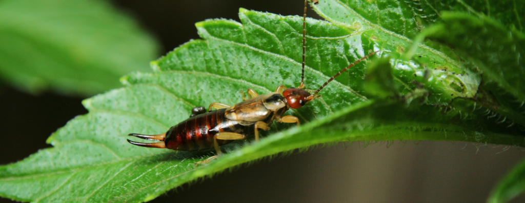 Earwigs Control | Earwigs Control Services Abu Dhabi | Best Pest ...